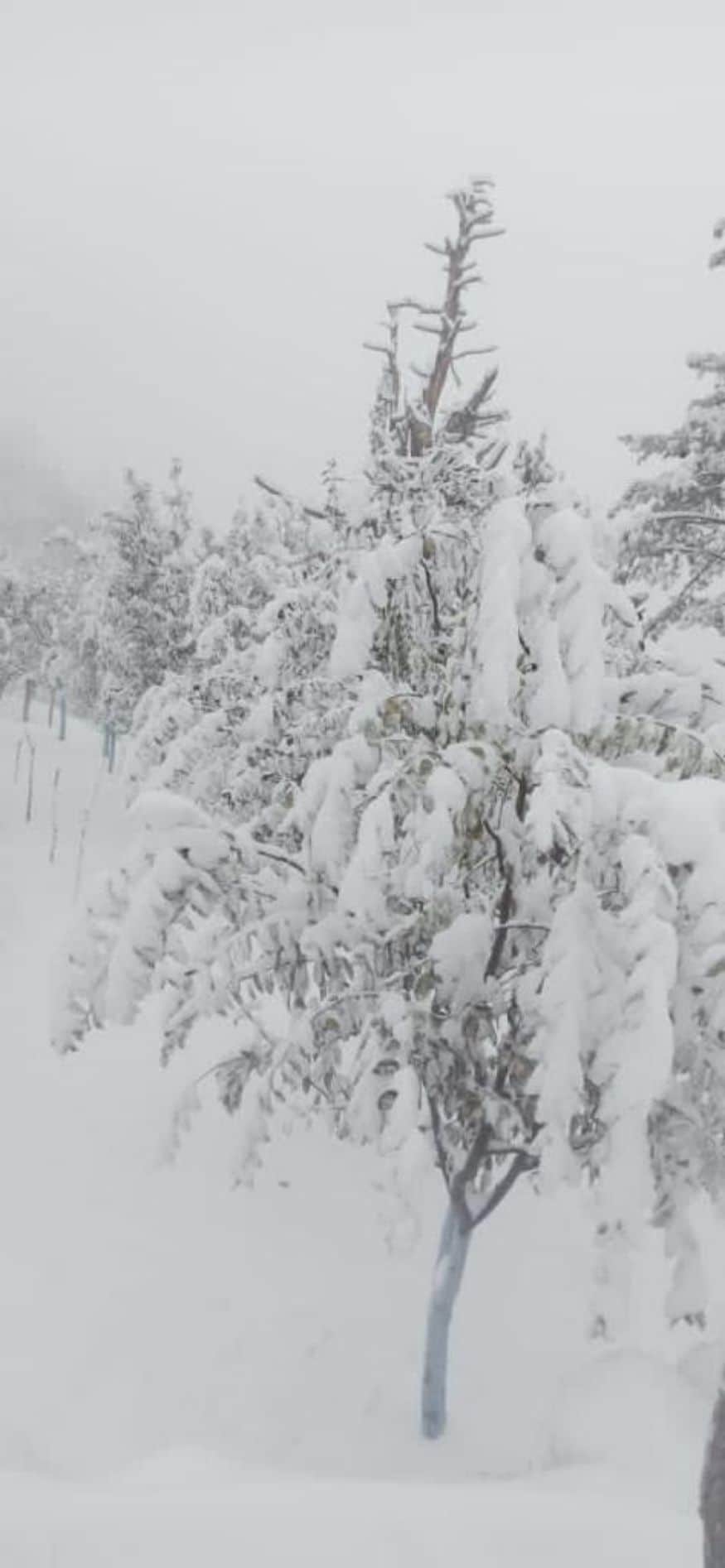 PICS: Manali, Kufri in Himachal Get Season's First Snowfall, Brings ...