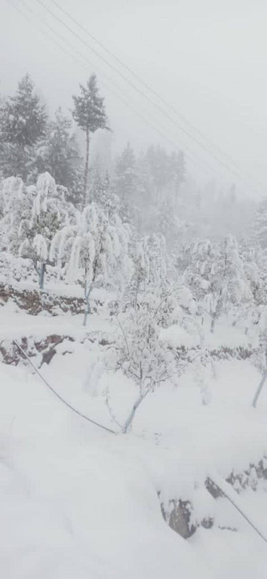 PICS: Manali, Kufri in Himachal Get Season's First Snowfall, Brings ...