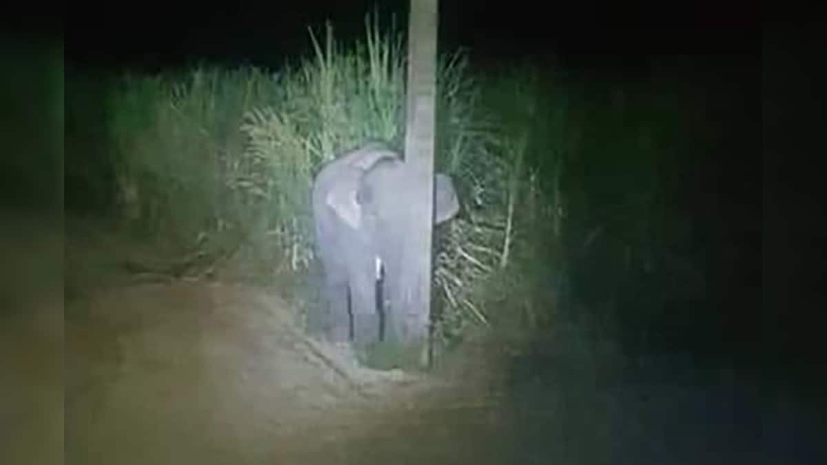 Adorable Baby Elephant Hides Behind Light Pole After Getting Caught ...