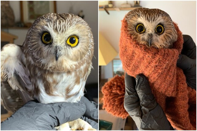 Tiny Owl Turns Overnight Celebrity after Being Rescued from Rockefeller ...