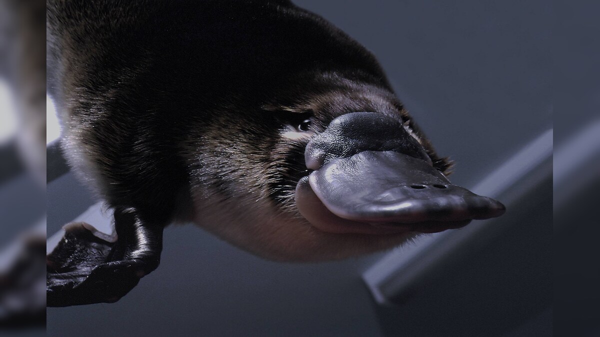 Drying Habitat Due to Climate Change is Making Australia's Platypus ...