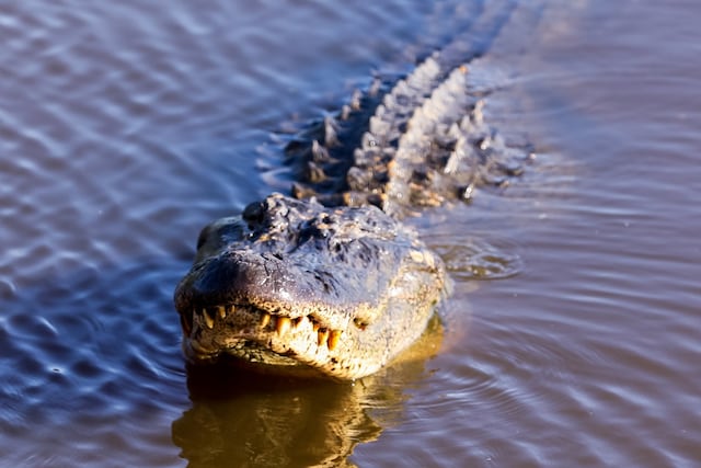 Not Just Lizards, Researchers Discover Young Alligators Can Also Regrow ...