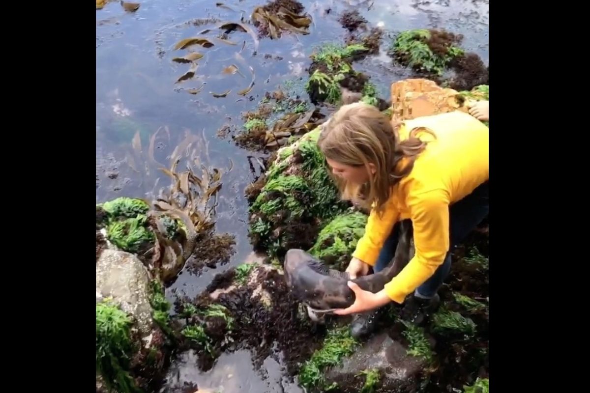 Australian Girl Proves a Valuable Fish Friend, Rescues Draughtboard ...
