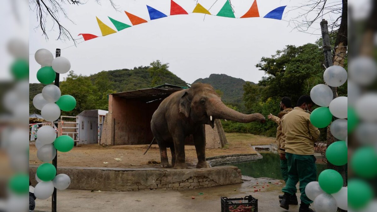 Pakistan's Only Asian Elephant, Kaavan, Gets Farewell Party Ahead of ...