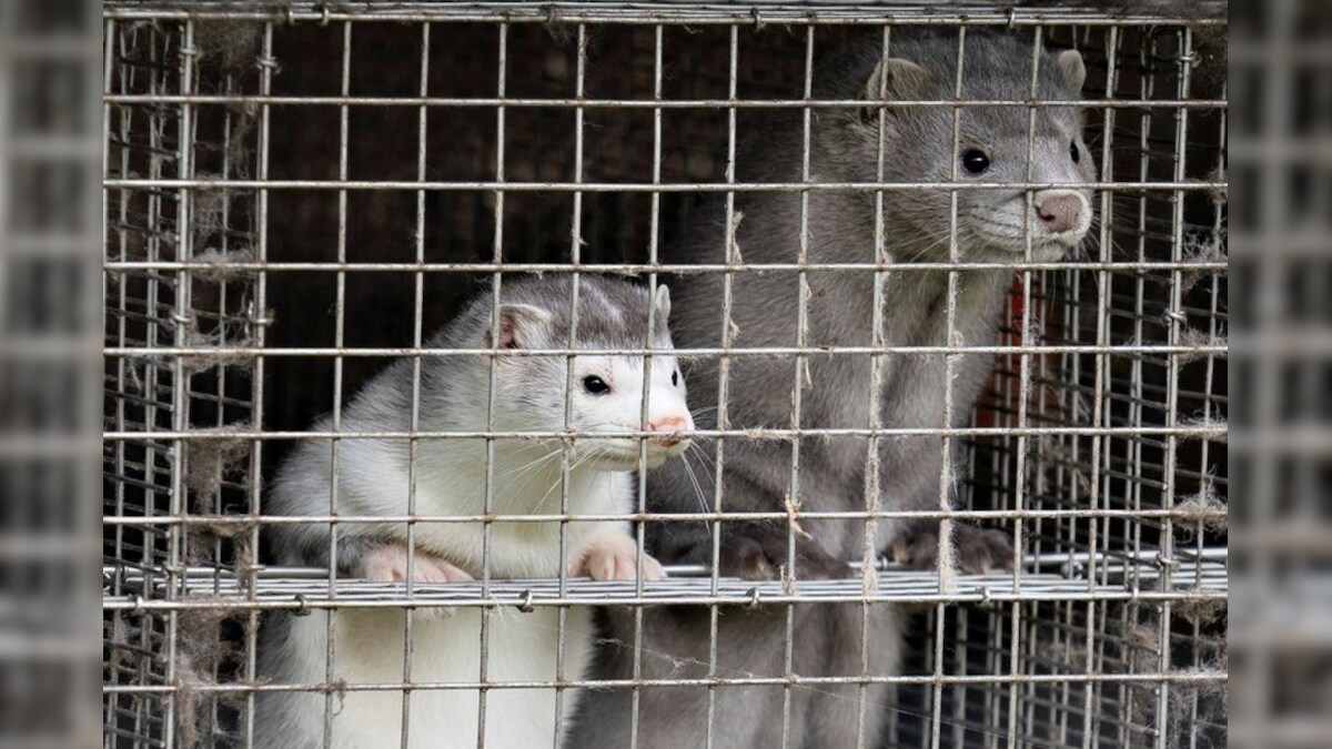 Denmark Mass-Killed Minks to Contain Covid-19 Mutation. Now They're ...