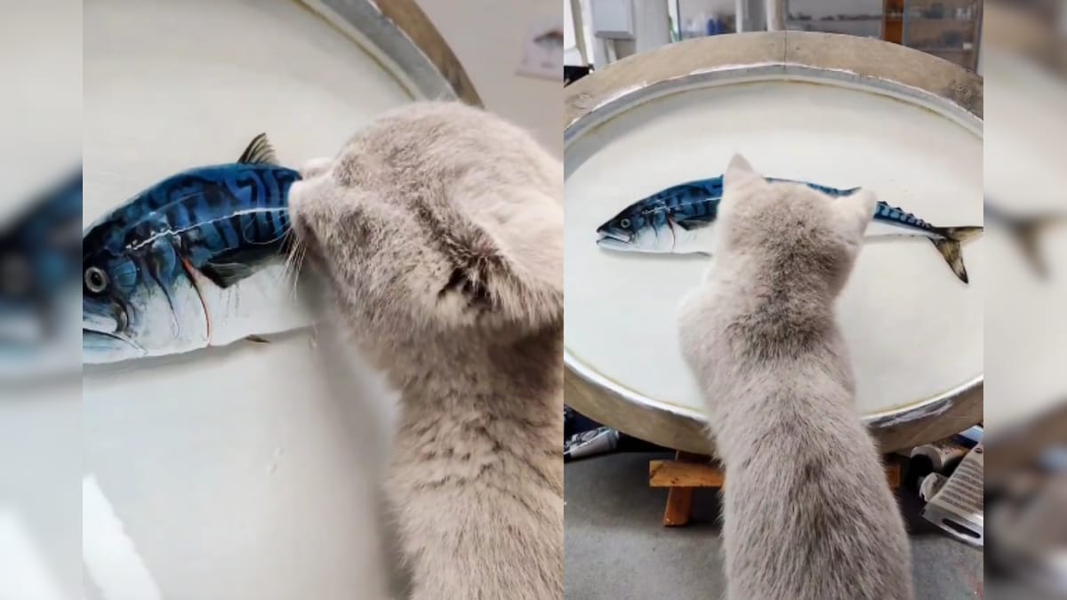 WATCH: Adorable Cat Ready for Dinner Gets Bamboozled by Hyper-realistic ...
