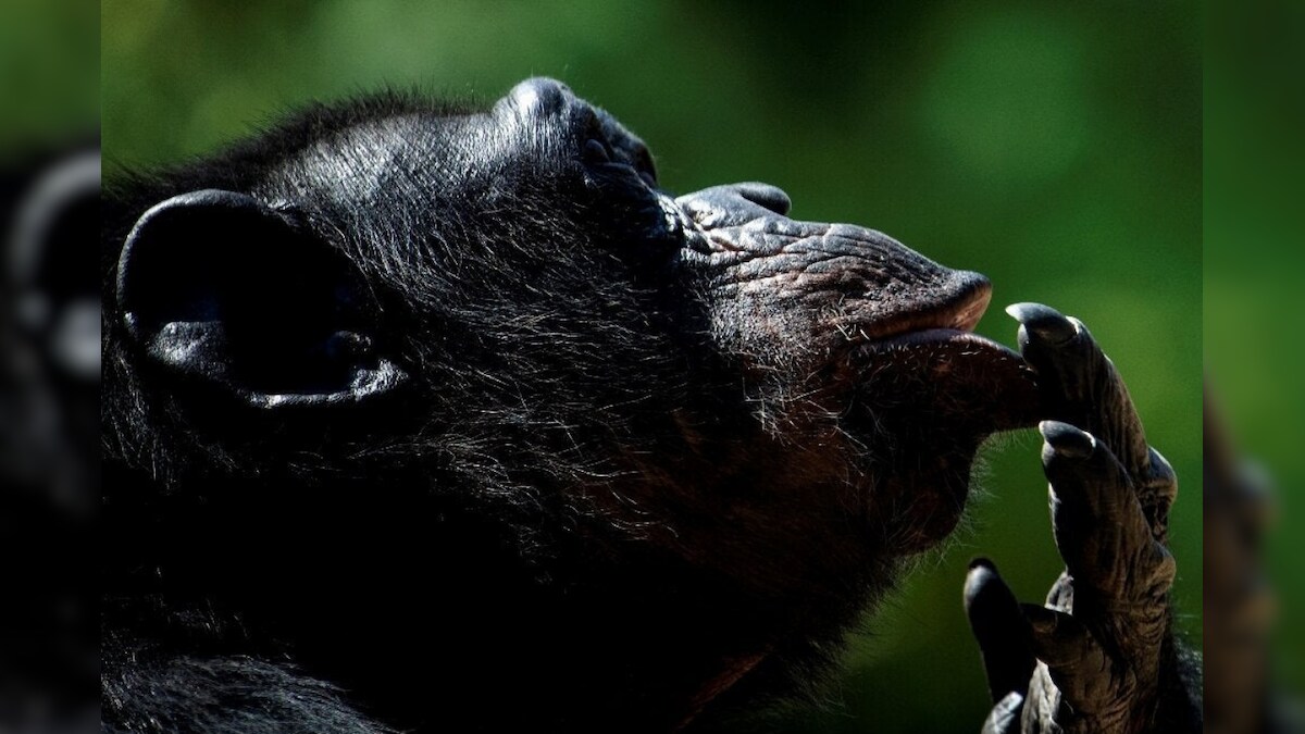 New Ray of Hope: Last of Rapidly Declining Ape Population Gives Birth ...