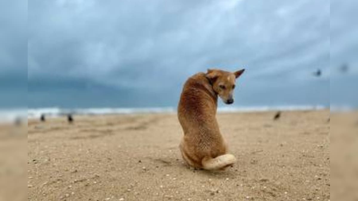 Cyclone Nivar: Chennai Residents Provide Shelter to Protect Stray Dogs ...
