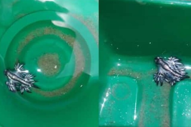 Rare Blue Dragons Spotted on Beach in Cape Town. Why it's a Good Idea ...