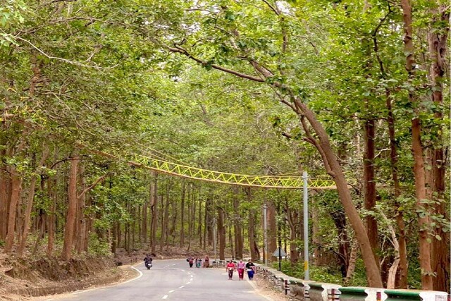 Uttarakhand Gets Special 'Ecobridge' to Help Leopards, Reptiles Cross ...
