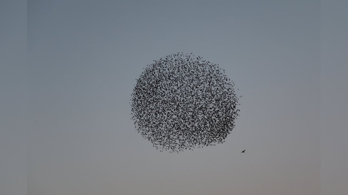Birds Form a Dark Sphere-like Shape to Prevent Attack from Hawk in a ...