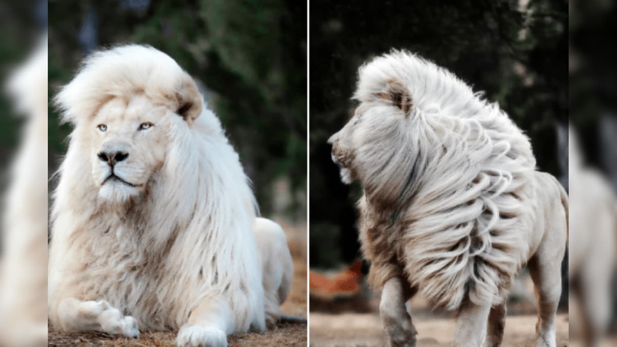 Watch: Rare White Lion with Majestic Lustrous Mane in South Africa Goes ...