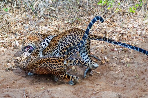 Watch: Two Leopards Caught on Camera Fighting Mid-air While Falling ...