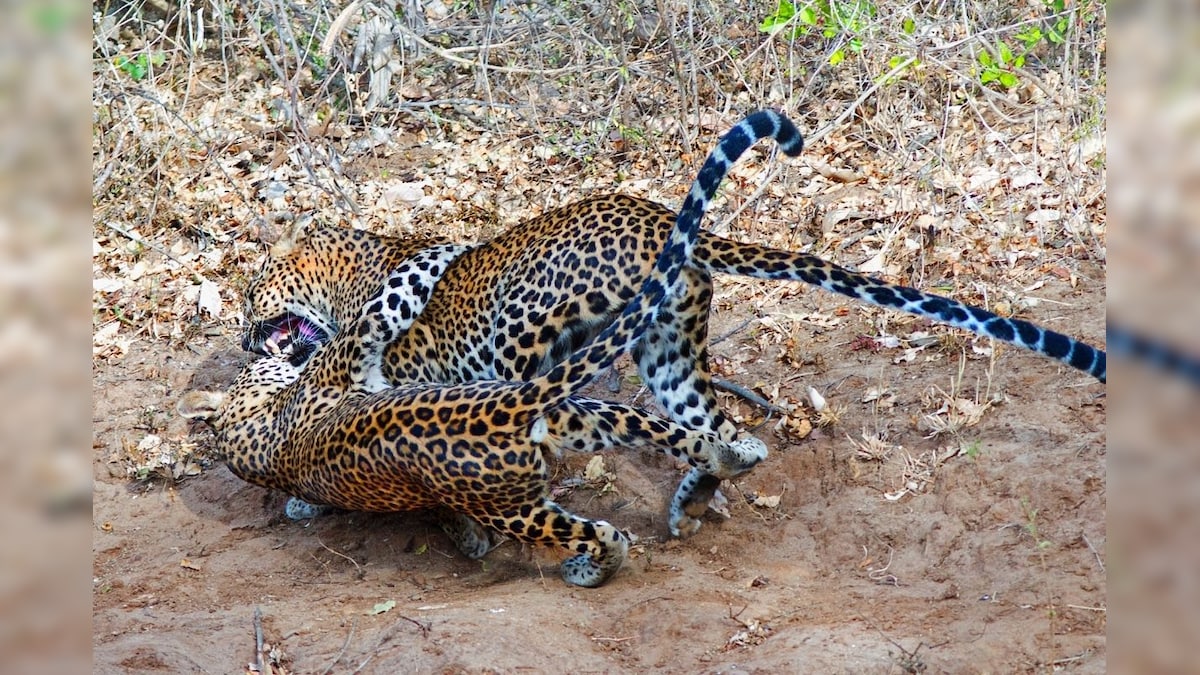 Watch: Two Leopards Caught on Camera Fighting Mid-air While Falling ...