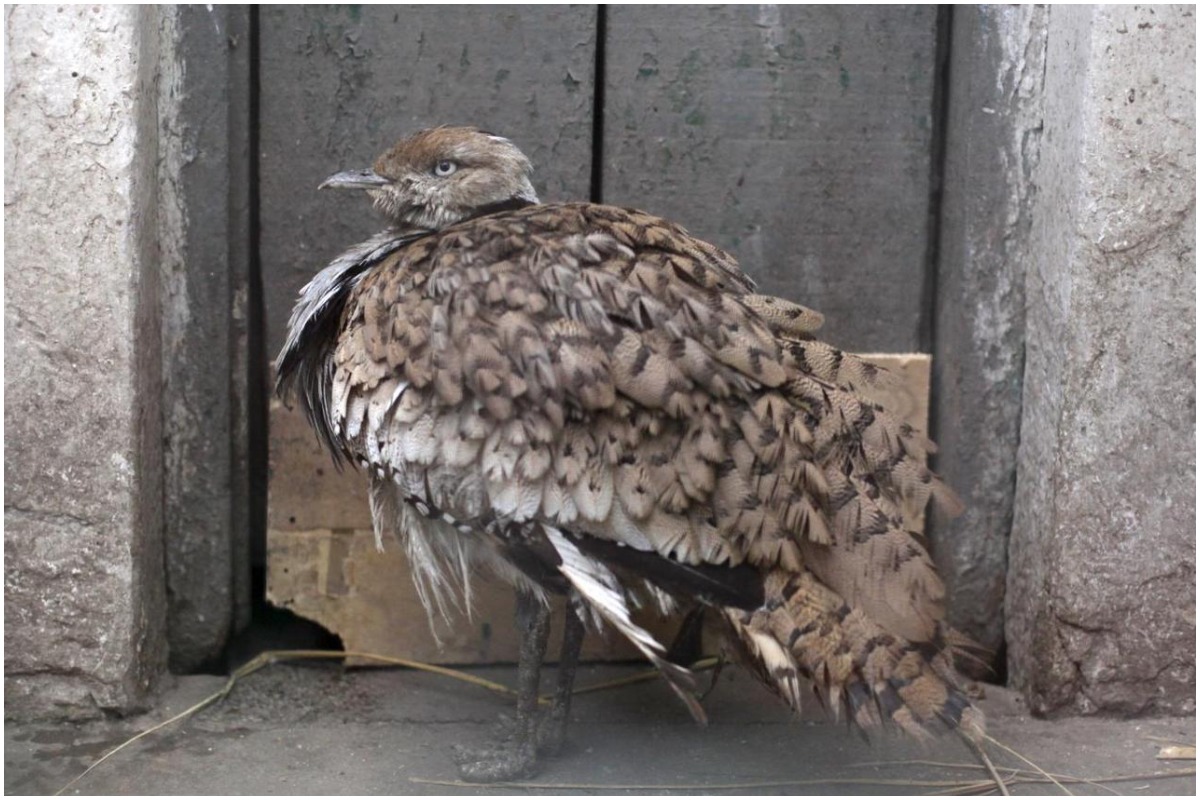 Pakistan Permits Saudi Crown Prince and Two Others to Hunt Rare Houbara ... Pakistan Permits Saudi Crown Prince and Two Others to Hunt Rare Houbara ...