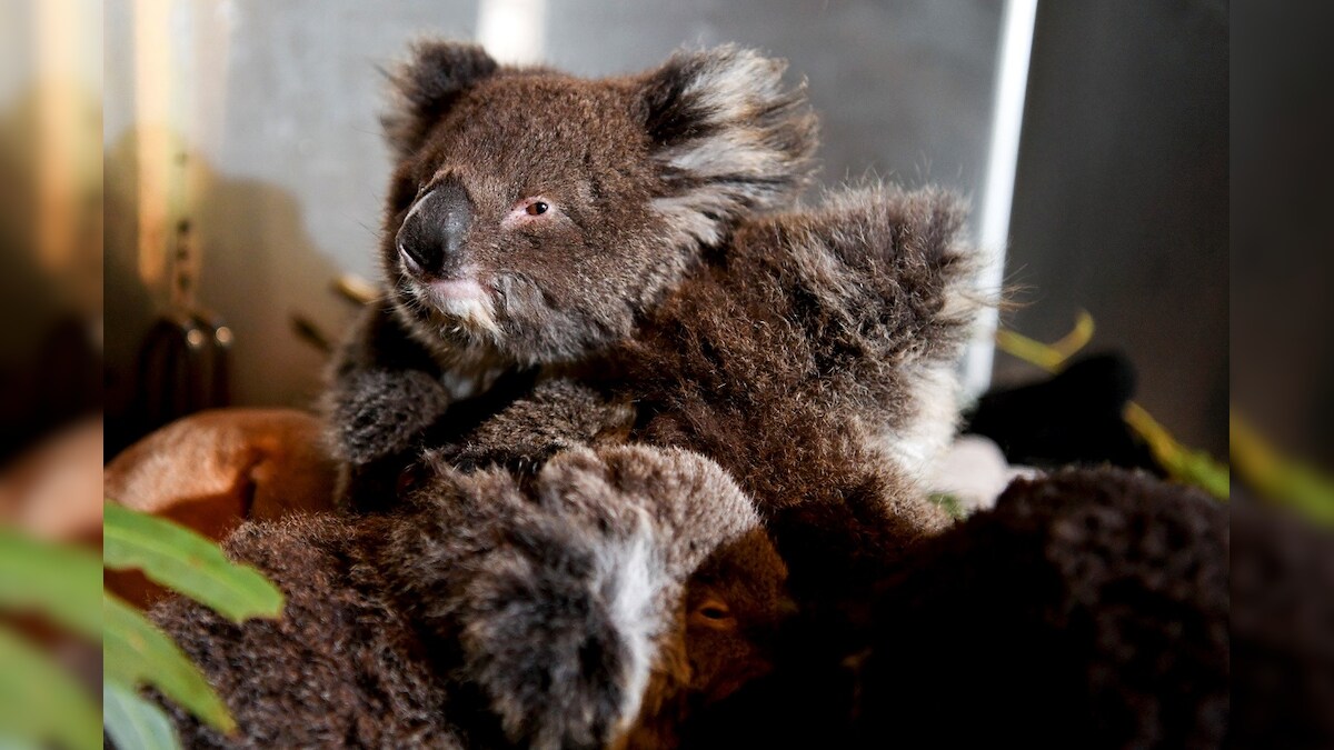 Australia's 'Black Summer' Bushfires Killed or Harmed More Than 60,000 ...