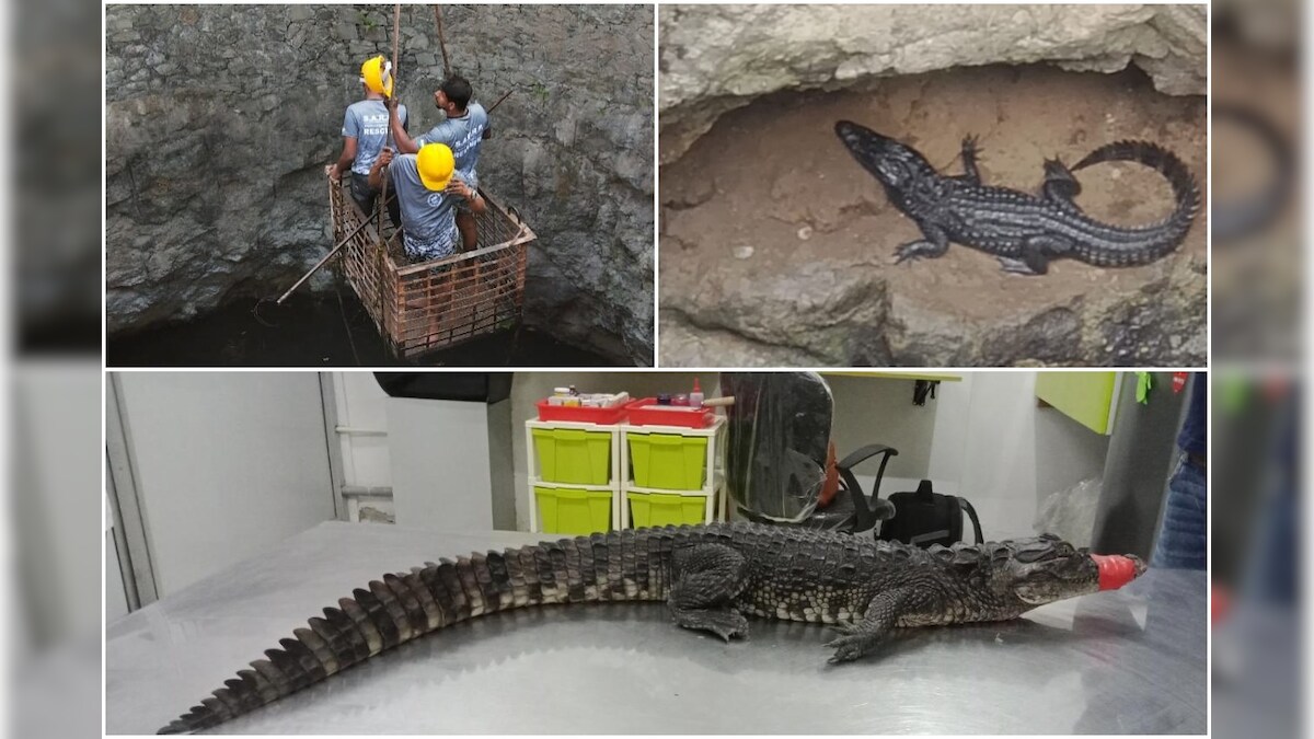 Baby Marsh Crocodile Rescued from a Well in Mumbai's Andheri after 5 ...