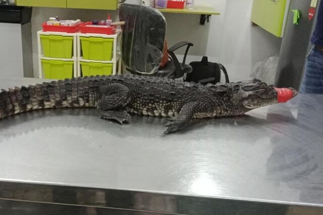 Baby Marsh Crocodile, Weighing About 3 Kgs, Rescued from Deep Well in ...