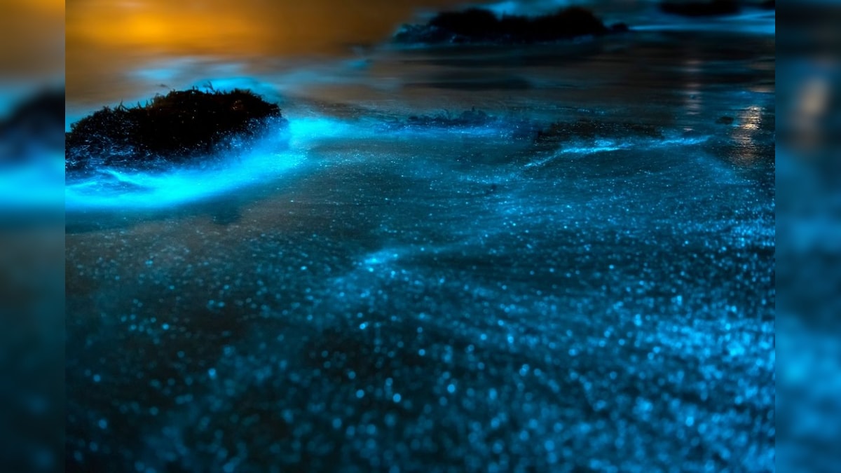 Bioluminescence Sightings in Goa Look Magical. But They Are Really Bad ...