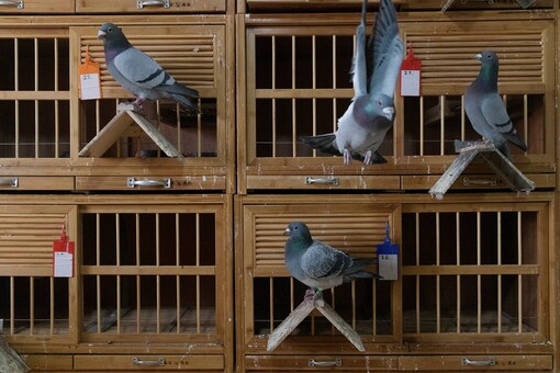 Hearts Aflutter, China's Pigeon Racing Enthusiasts Spend Big Bucks to ...