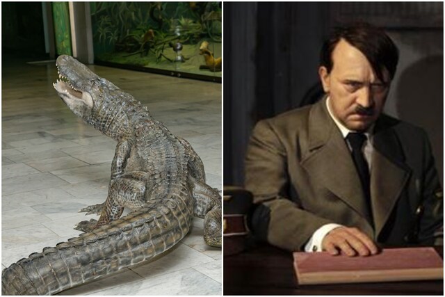 Adolf Hitler's 'Pet' Alligator Saturn to be Immortalised as Stuffed ...