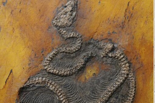 World's Oldest Python Fossil From 47 Million Years Ago Found in Germany ...