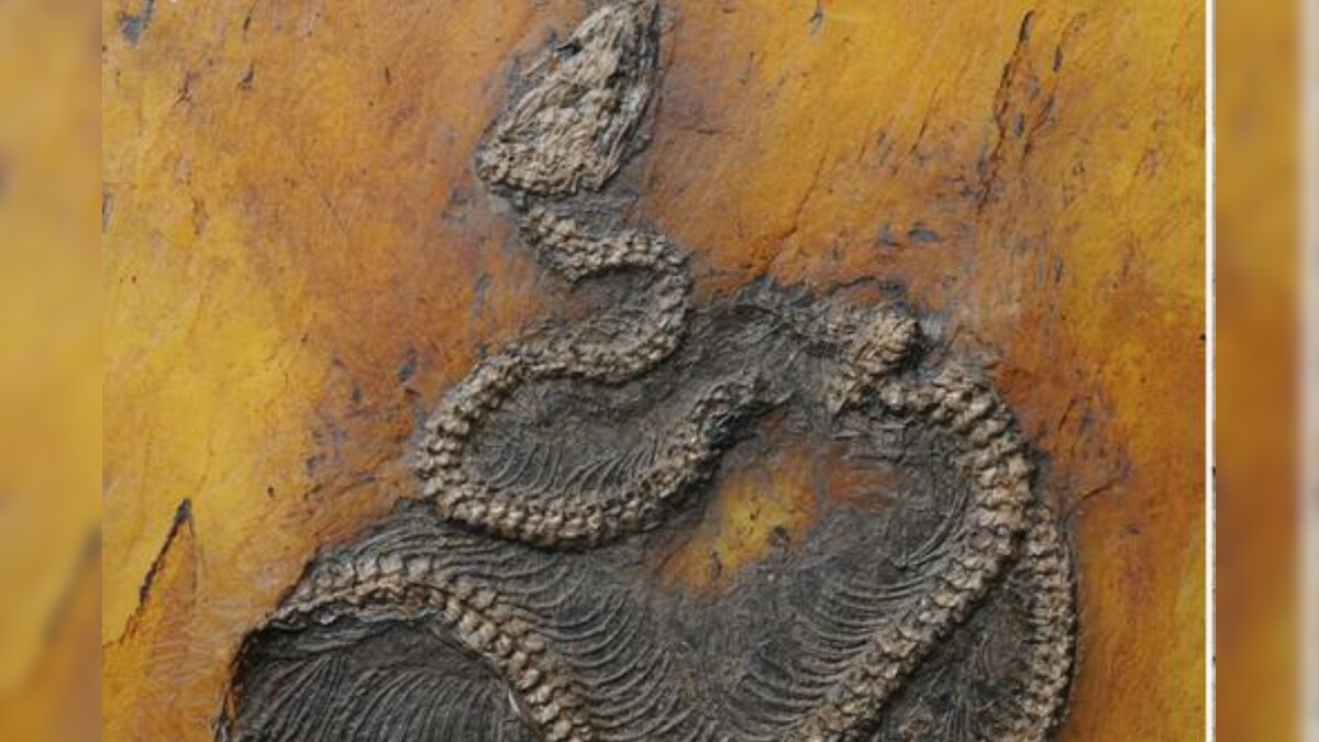 World's Oldest Python Fossil From 47 Million Years Ago Found in Germany