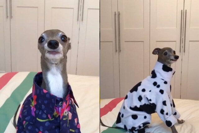 Tika the Dog in Fashionable Outfits is Perfectly Summing up Our Dressy ...