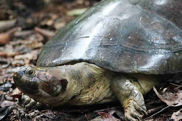 WATCH: Thousands of Rare Turtle Hatchlings Flood Banks of River in ...
