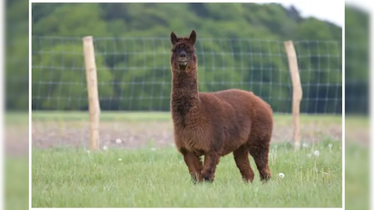 Inhalers, Nasal Sprays Filled with Llama Antibodies Could Help Treat ...