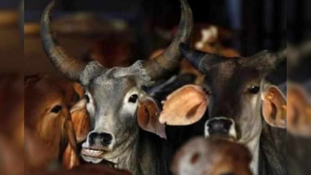 Russian Man Designs Handmade Bras to Keep His Cows Warm in World's ...
