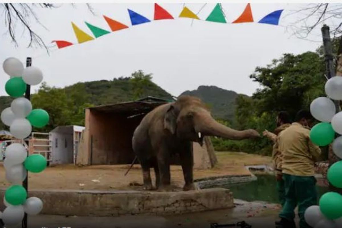 Pakistan Zoo, Once Home to the 'World's Loneliest Elephant', to Undergo ...