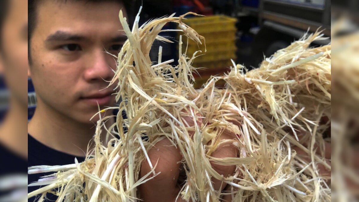 Thai Researcher is Turning Chicken Feathers into Edible Meat to Reduce ...