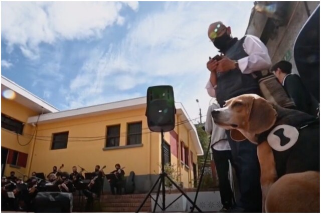 Columbian Orchestra Performs Concert Just for Dogs, Video is Winning ...