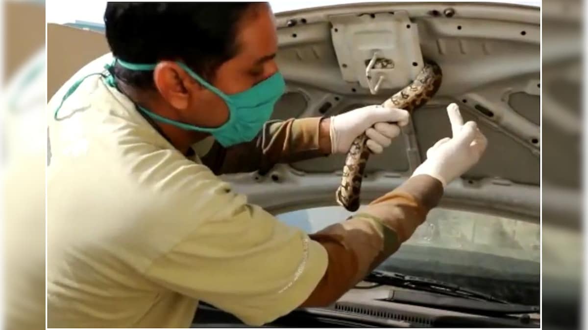 Agra Family Shocked to Find Python Stuck in Their Car's Bonnet - News18