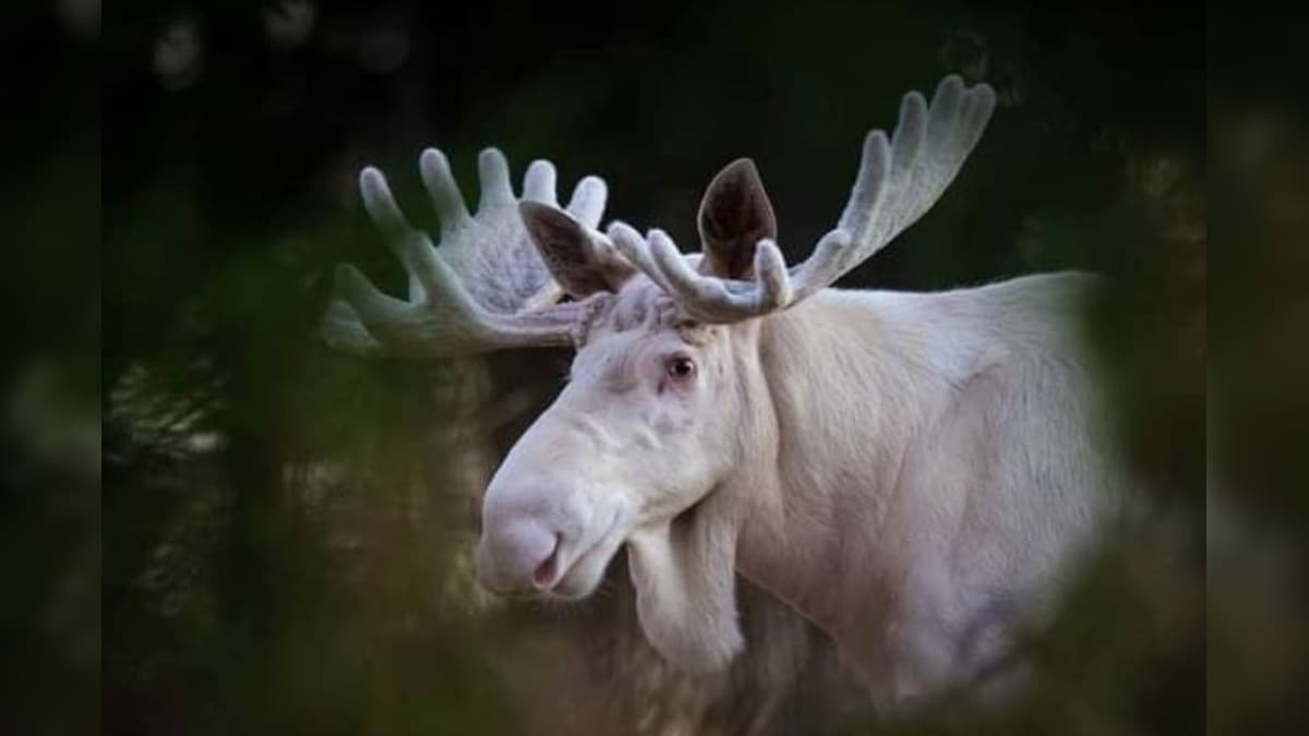 Photographer 'Lost His Senses' after Spotting Rare White Moose in ...