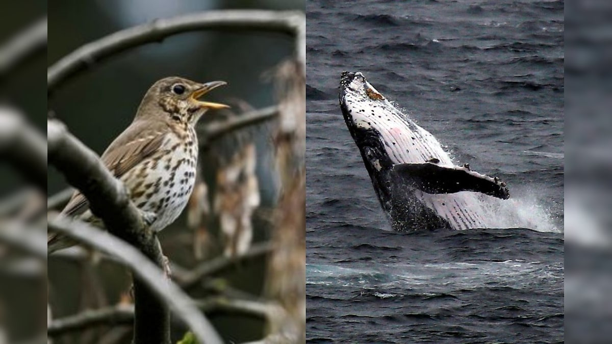 Birds to Turtles: As Humans Retreated Indoors, Here's How Lockdown ...