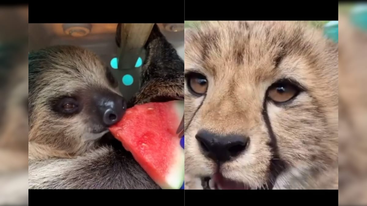 Caught on Camera: Zoo Shares Endearing Footage of Animal Antics from ...