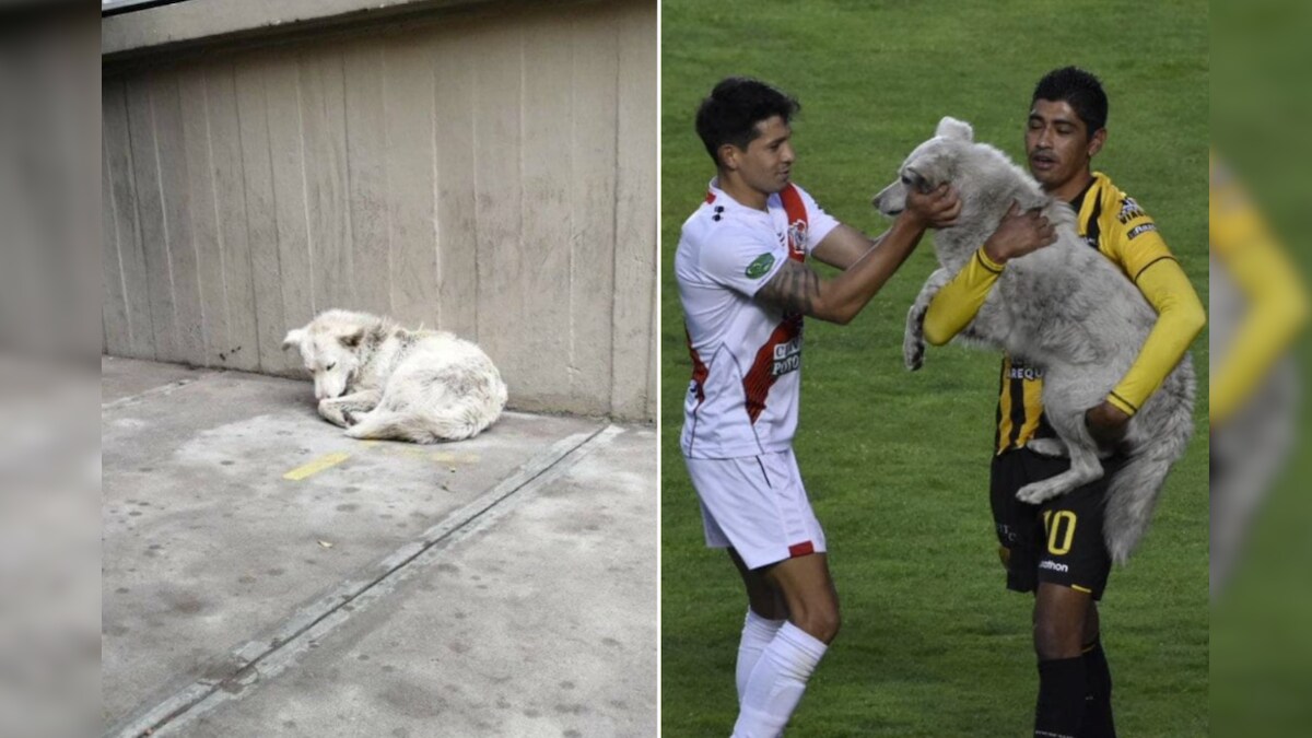 Dog that Disrupted Bolivian Football Match Finds Forever Home after ...
