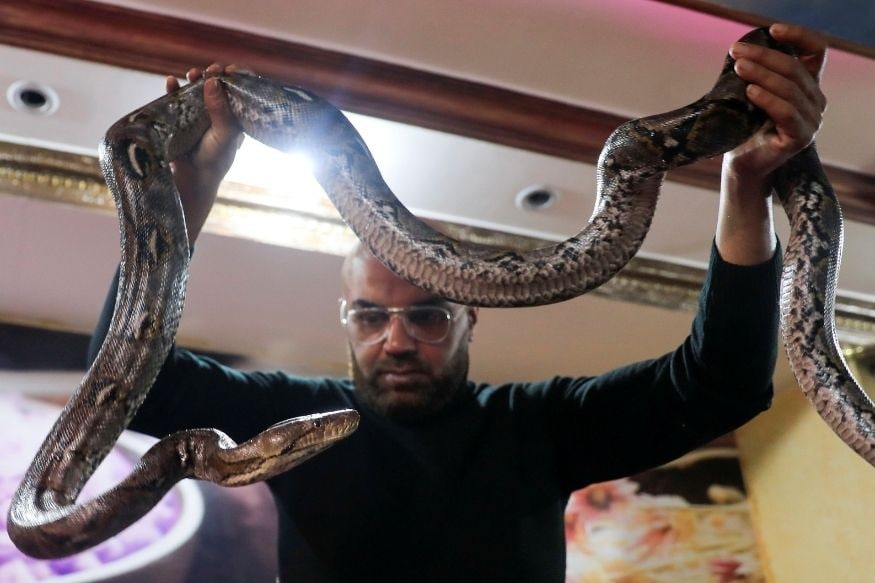 In Photos: This Spa in Egypt is Offering a Snake Massage - News18