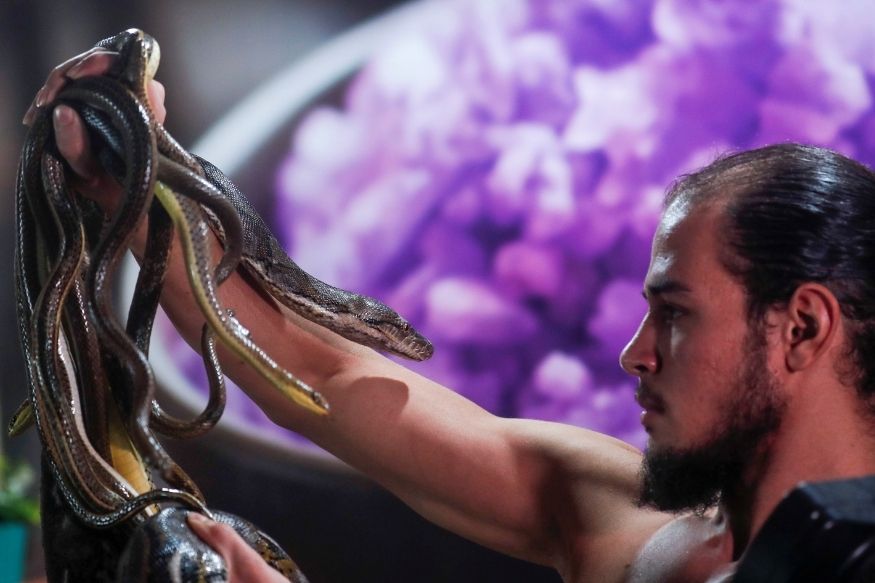 In Photos: This Spa in Egypt is Offering a Snake Massage - News18