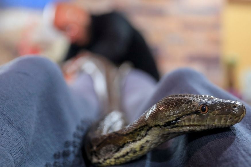 In Photos: This Spa in Egypt is Offering a Snake Massage - News18