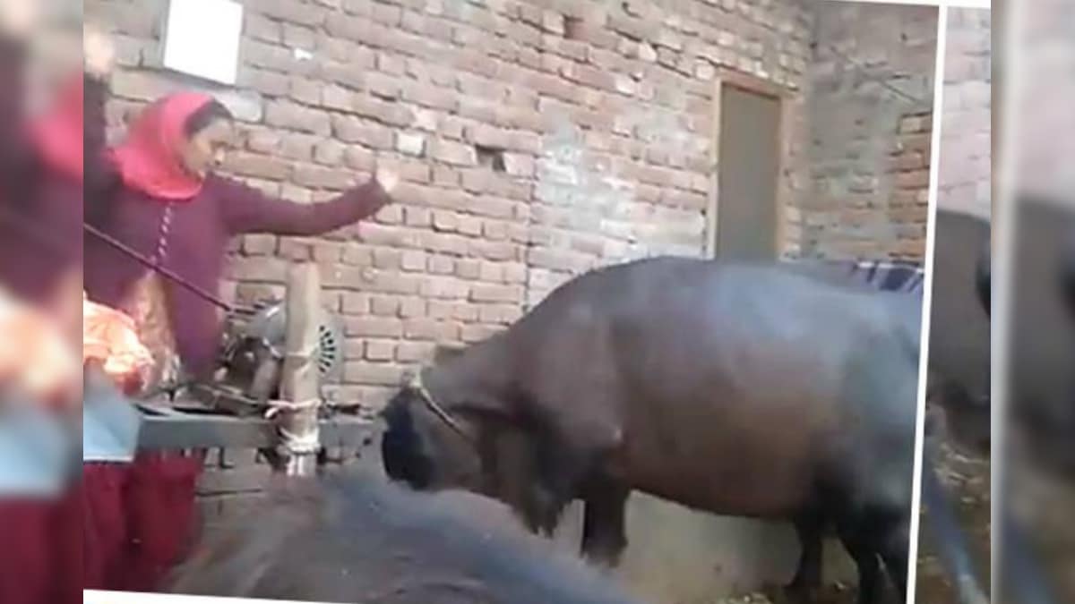 Watch: This Buffalo Dancing to its Fullest is One of the (Few) Best ...