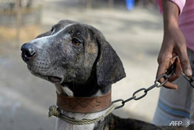 Bangladesh's Treasured Sarail Hounds Face Extinction, Breeders Juggle ...