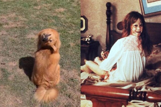 Video of Dog Rotating His Head 360 Degrees is Reminding Everyone of ...