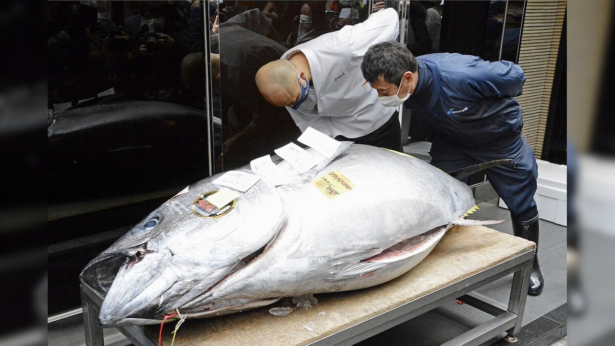 Bluefin Tuna Goes for $200,000 at Tokyo Market's New Year Auction Post ...