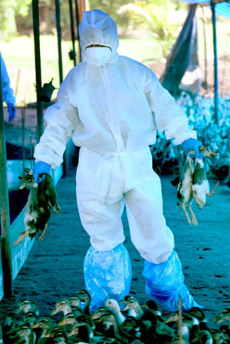 Avian Flu in Kerala - Bird Culling Begins in Alappuzha; See Pics - News18