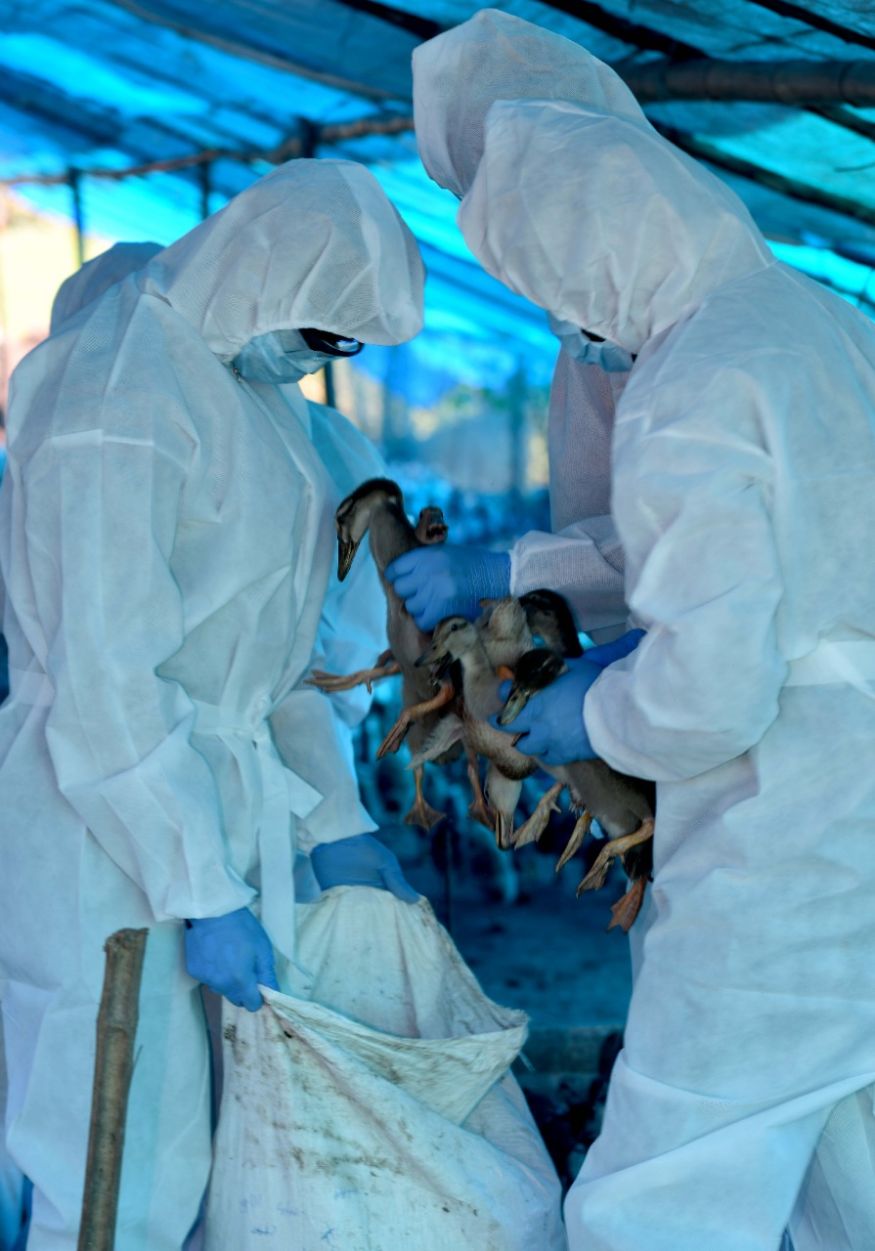 Avian Flu in Kerala - Bird Culling Begins in Alappuzha; See Pics - News18