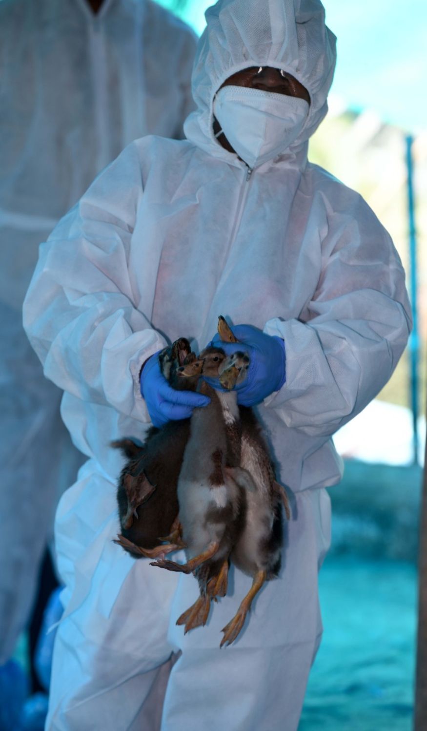 Avian Flu in Kerala - Bird Culling Begins in Alappuzha; See Pics ...