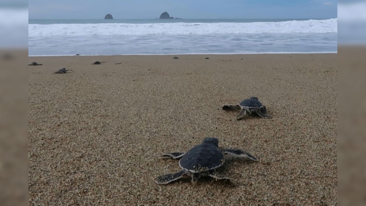 Adorable Indonesian Baby Sea Turtles Flip, Flop Their Way Down a Beach ...